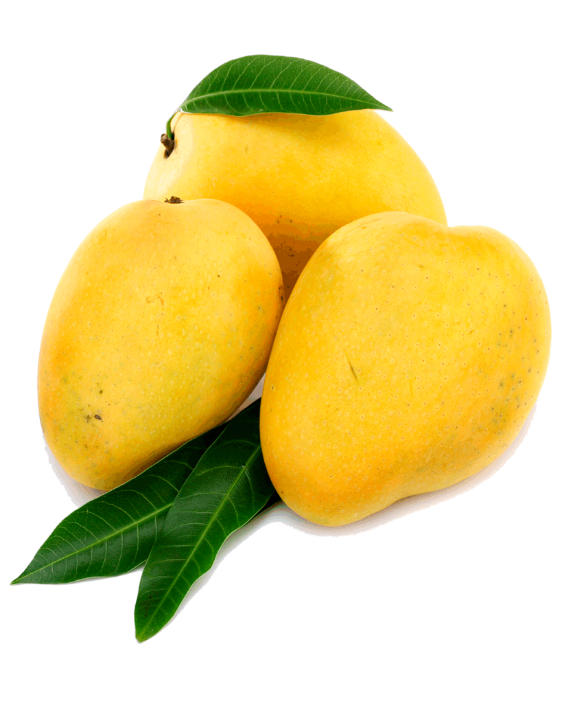 Kesar Mango – Panchani Farm